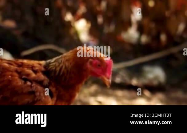 Layer hen on rural Stock Videos & Footage - HD and 4K Video Clips - Alamy