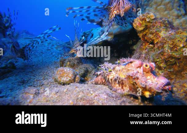 Tropical Walkman Scorpionfish and Lionfish. Tropical underwater sea ...