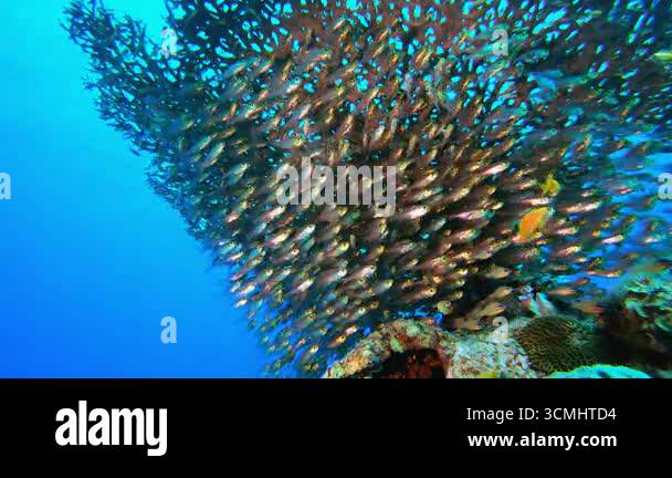 Underwater Sea Glassfish. Underwater tropical sweepers glass-fish ...