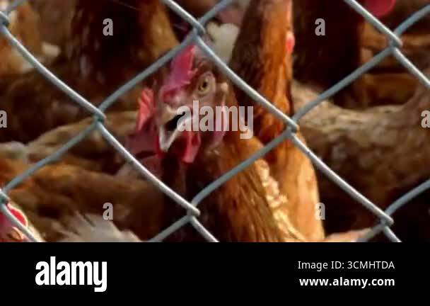 Chicken caged coop chickens Stock Videos & Footage - HD and 4K Video ...