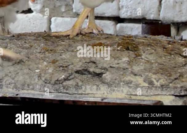 Rustic hen Stock Videos & Footage - HD and 4K Video Clips - Alamy