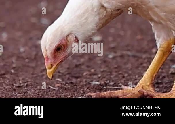 Chicken toes Stock Videos & Footage - HD and 4K Video Clips - Alamy