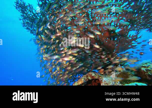Underwater Tropical Glassfish. Underwater tropical sweepers glass-fish ...