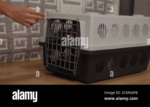 Unknown person carefully pulling out dog of travel carrier. Papillon ...