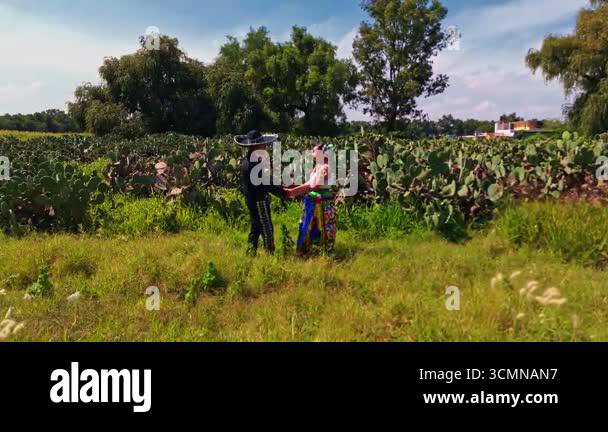 Field of nopal cactus Stock Videos & Footage - HD and 4K Video Clips ...