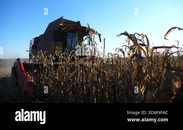 Header of harvester gathering ripe corn crop in farmland. Combine ...