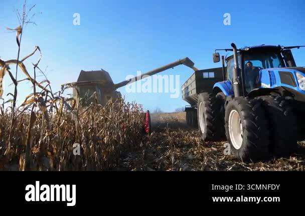 Harvester loading off ripe corn grains into tractor trailer ...