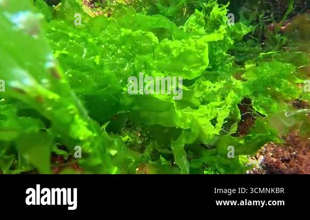 Macroalgae of the Black Sea, edible green algae Ulva lactuca on the ...
