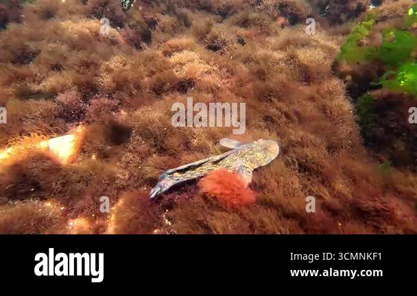 Edible fish Stock Videos & Footage - HD and 4K Video Clips - Alamy