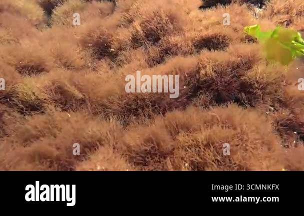 Underwater landscape of red algae Ceramium rubrum on rocks at shallow ...