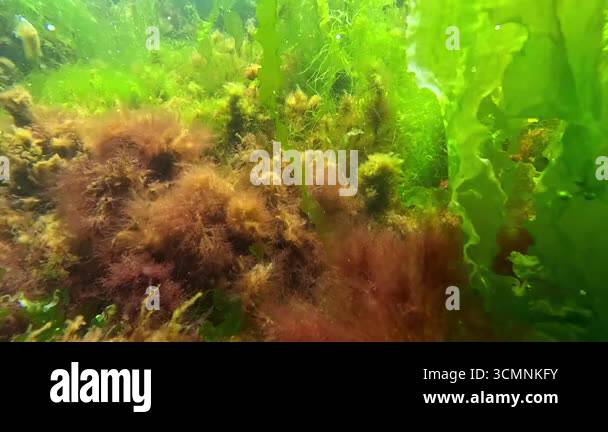 Ceramium rubrum species red Stock Videos & Footage - HD and 4K Video ...