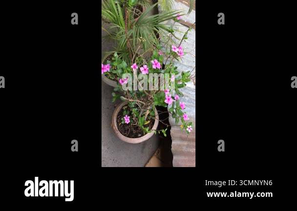 Small flower growing in garden home look awesome view Stock Video ...