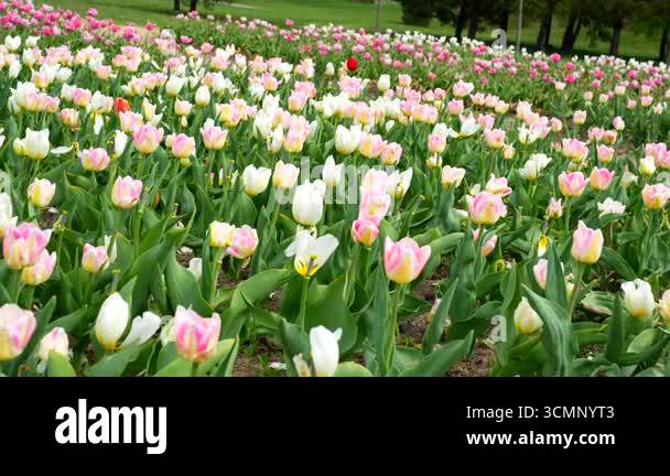 Wide angle view panorama of a colorful tulip field featuring various ...