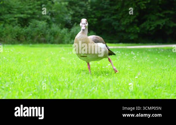 Greylag goose anser white Stock Videos & Footage - HD and 4K Video ...