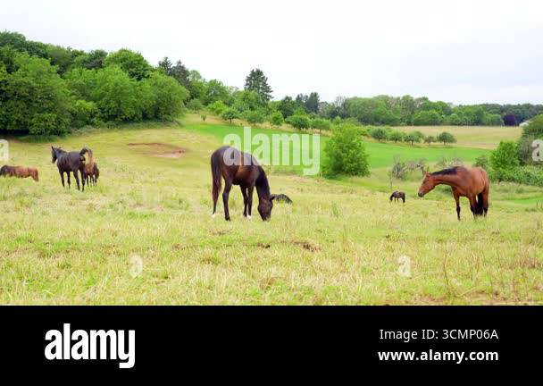Close-up view of brown horses grazing in a lush green pasture, set ...