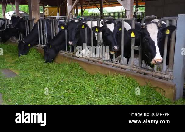 Cows feeding on fresh green grass inside a modern dairy barn with ...