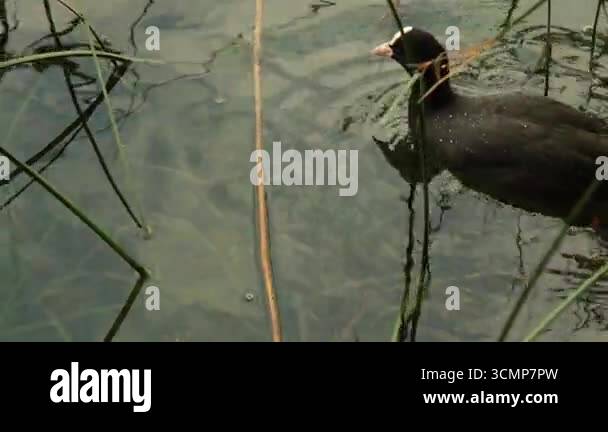 Black Spanish duck with the characteristic white spot on its head ...