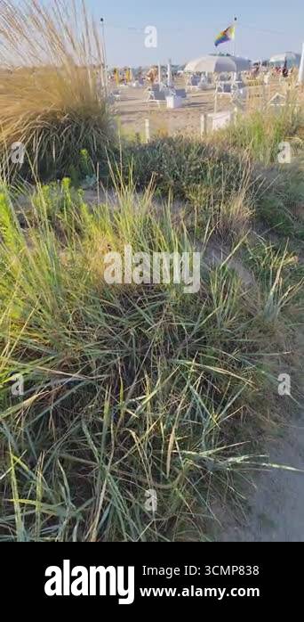 Rainbow LGBT Flag on summer beach. Green Miscanthus bush plants on the ...