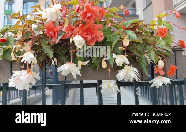 Begonia flower. Floral arrangement in a pot on the balcony railing ...