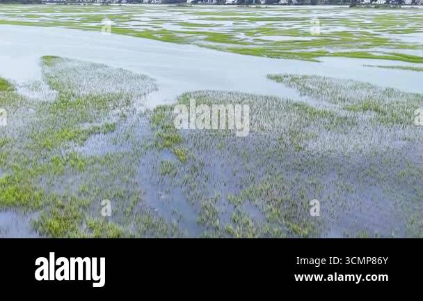 Scenic swampy wetland with tidal pools and water reflections near sandy ...
