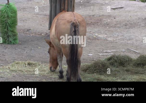 Brown Horse. Przewalskis Horse Animal. Back view tail Stock Video ...
