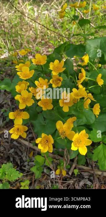 Beautiful yellow marsh marigold flowers growing among green leaves in a ...