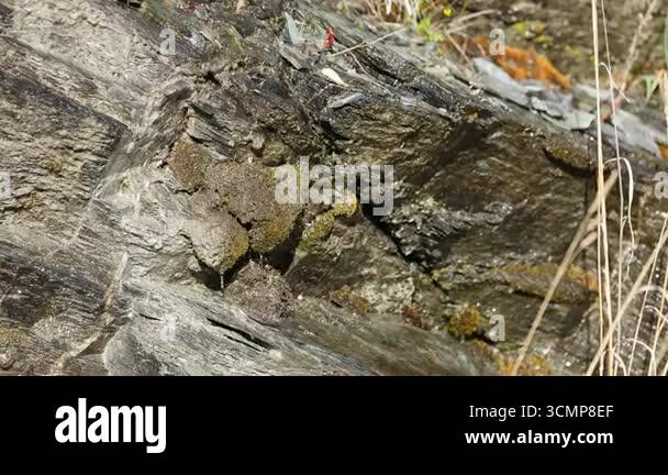 Close-up of water dripping on a mossy rock surface in natural light ...