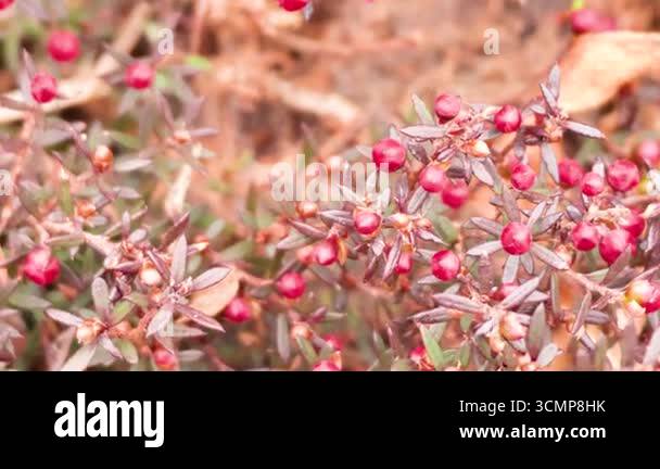 Close-up video of vibrant cranberry bushes in natural habitat ...