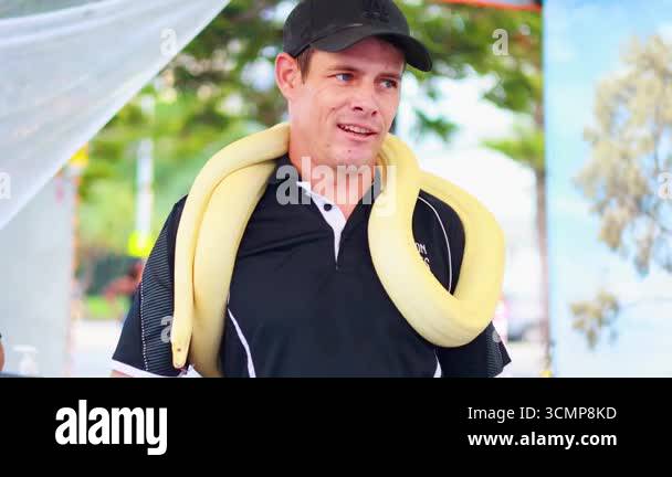 A snake handler interacts with a yellow python outdoors. Bright ...