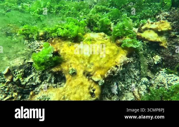 Underwater landscape in the Black Sea, blue-green algae grow in a spot ...