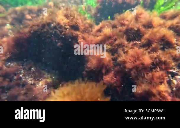 Macro algae, Underwater landscape of red algae Ceramium rubrum on rocks ...