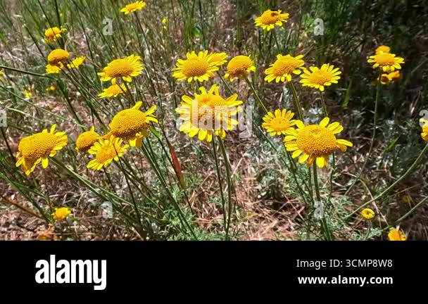 Yellow chamomile cota tinctoria Stock Videos & Footage - HD and 4K ...