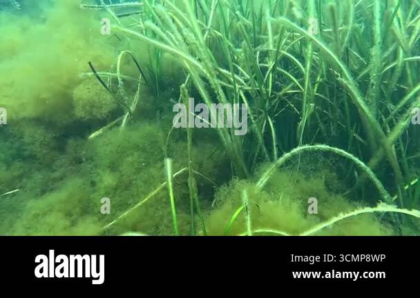 Thickets of sea grass Zostera marina, overgrown with small species of ...