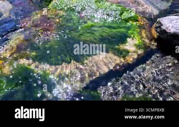Green algae on a stone in a stream of water flow near the shore in the ...