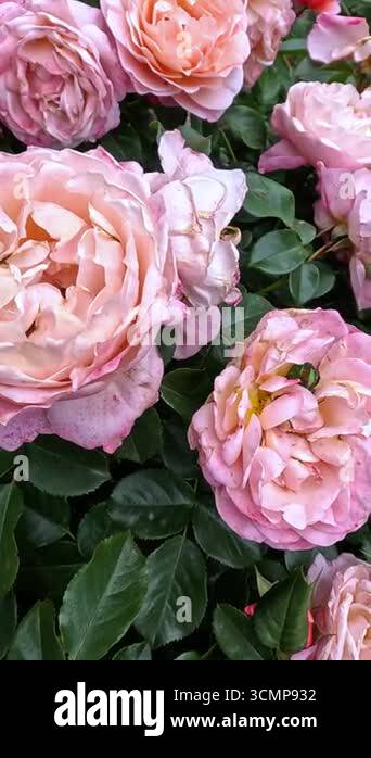 Pink flowers of decorative garden rose variety in the garden, Ukraine ...