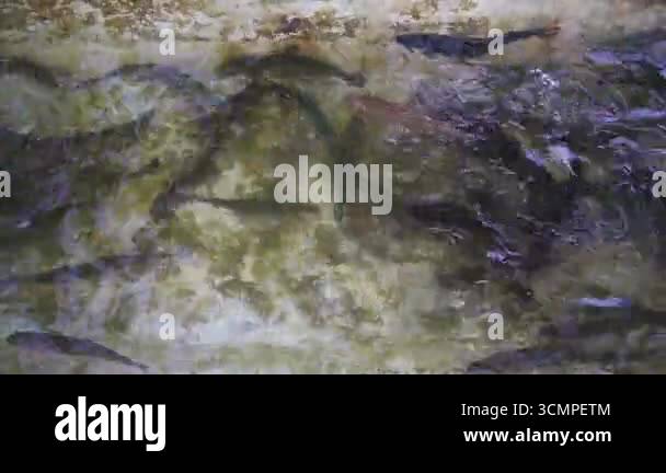 River trout swimming in a reservoir on a fish farm, highlighting ...