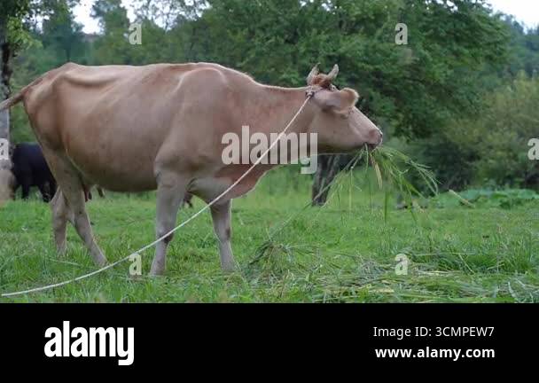A rustic video of a countryside cow peacefully eating fresh green grass ...