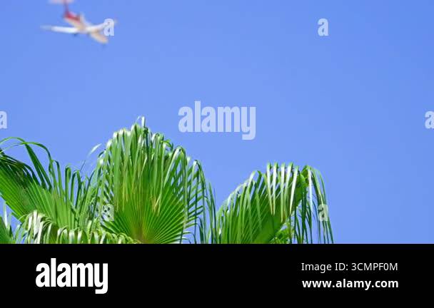 A plane flying over palm trees. High quality 4k footage Stock Video ...