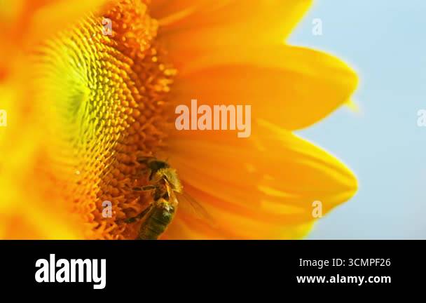 A bee collects pollen on a sunflower. High quality 4k footage Stock ...