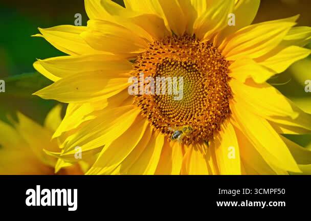 A bee collects pollen on a sunflower. High quality 4k footage Stock ...