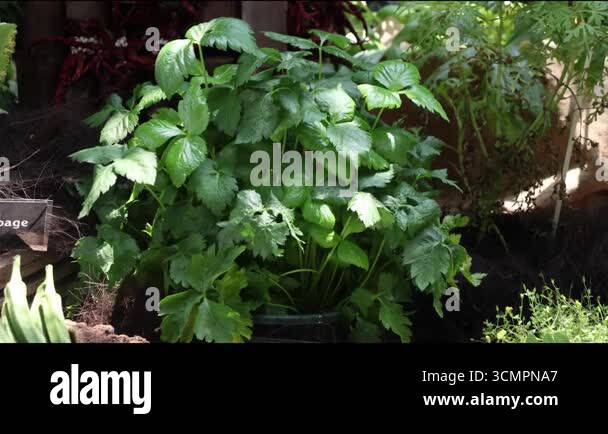Mitsuba plant or Japanese wild parsley. It is a herbaceous perennial ...