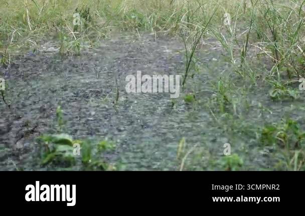 Rain falls on green plants, creating puddles around their base and ...