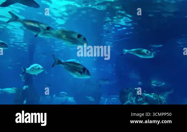 Vibrant underwater scene featuring various fish swimming gracefully in ...