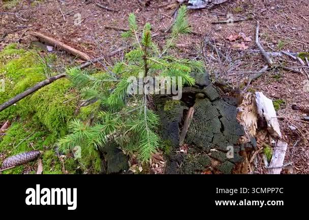 An emerging pine tree grows atop a moss-covered, decaying log in a ...