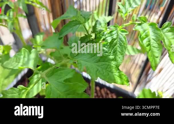Vibrant green tomato plant leaves bask in sunlight on a warm day, symbolizing growth and urban ...