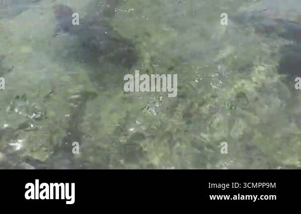 Young Lemon sharks swimming in the shallows of Shark Bay on the island ...