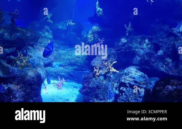 Stunning underwater marine life showcasing vibrant coral reefs and ...