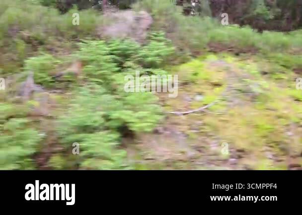 Blurred forest landscape featuring lush greenery on a hillside ...