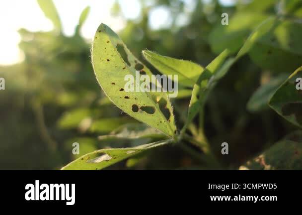 Close-up of damaged soybean leaves caused by insects with sunlight ...