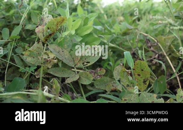 Soybean plants with leaves full of holes caused by insects and pests ...